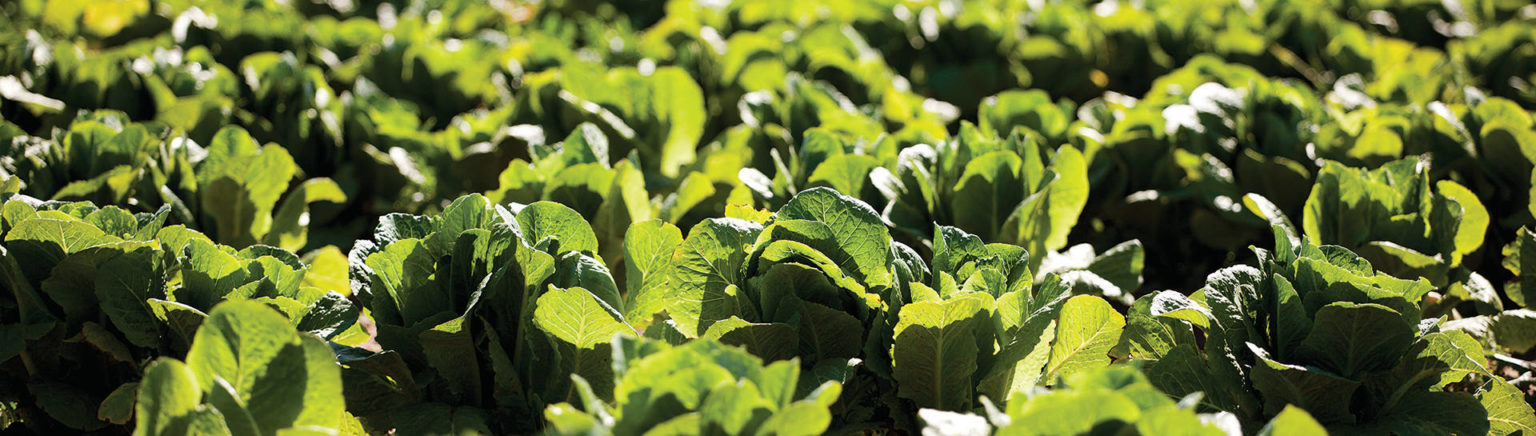 What we do - Farm to Table Texas