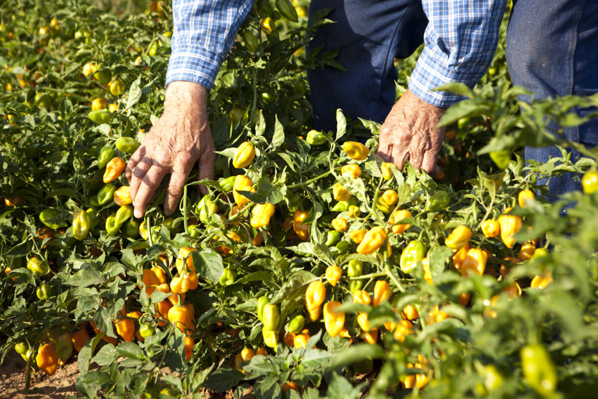 Home - Farm to Table Texas