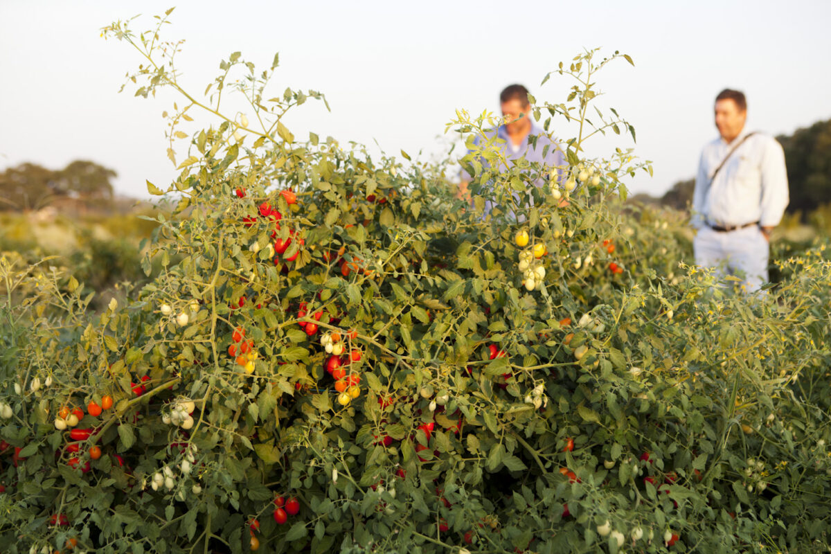 Home - Farm to Table Texas