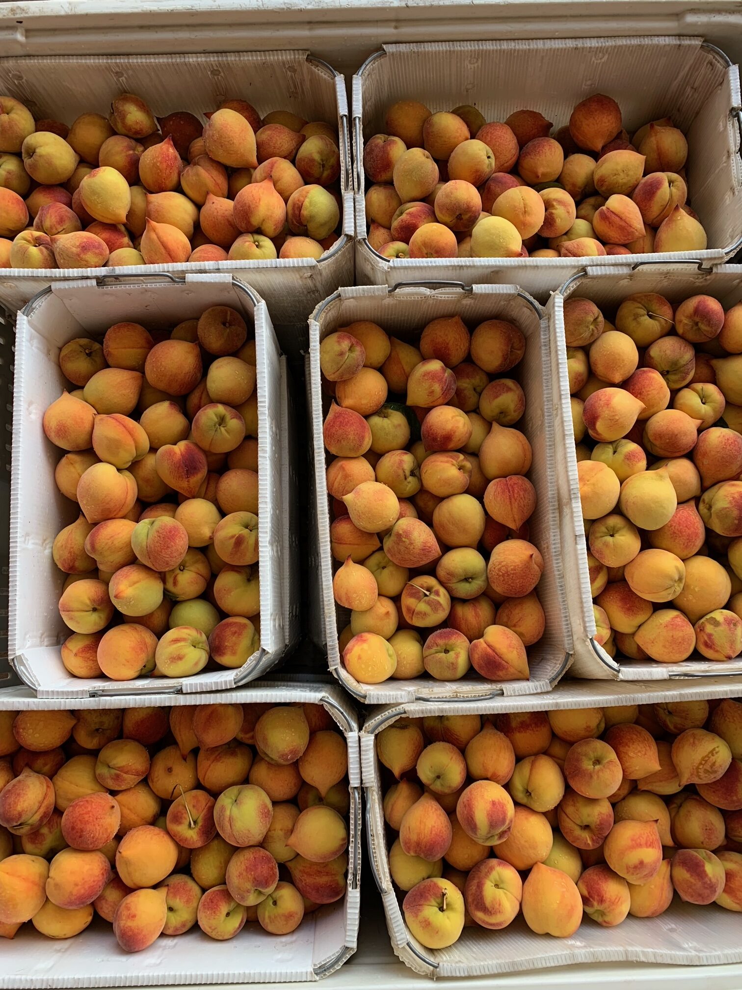 Home - Farm to Table Texas